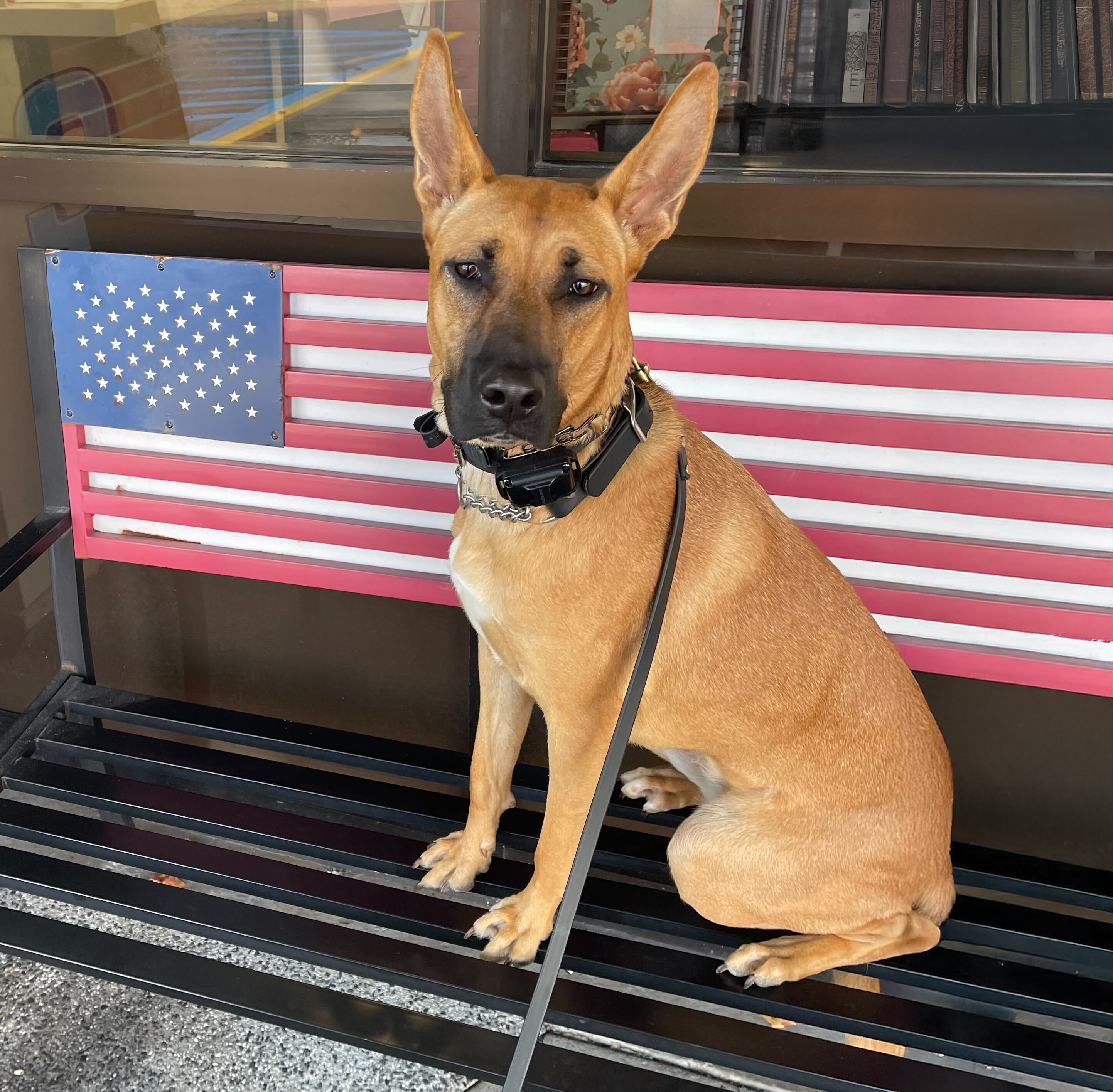 American Standard Dog Training Store