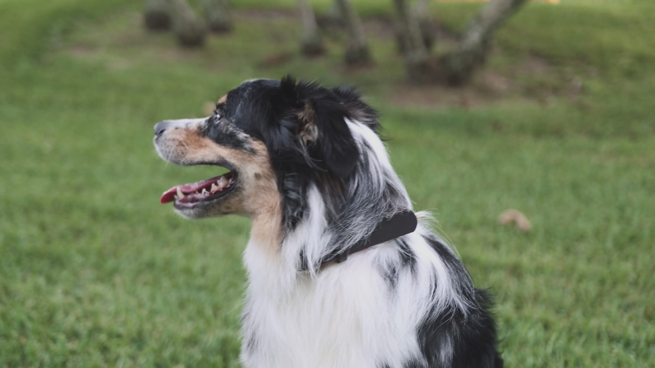 American Standard Dog Training Store